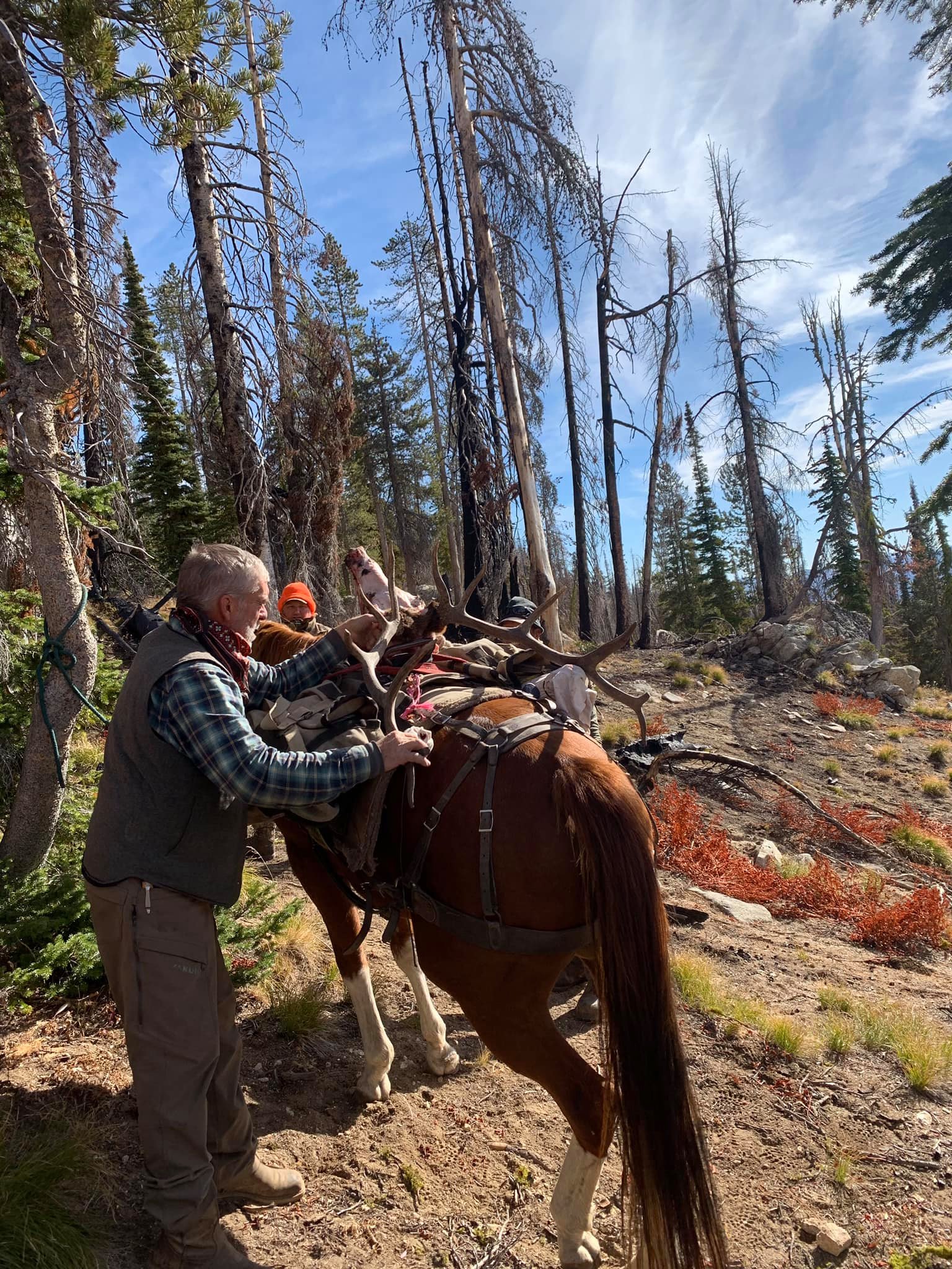 Idaho Elk Hunting, Idaho Hunting Outfitters & Idaho Hunting Guides ...