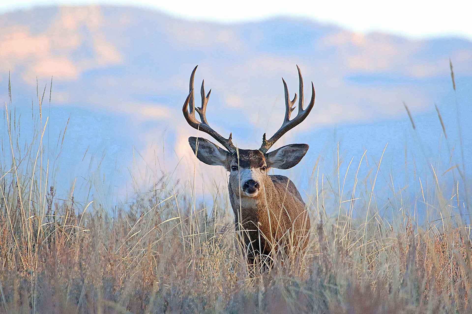 Idaho Hunting Outfitters, Idaho Hunting Guides, Elk Hunts, Deer, Bear ...