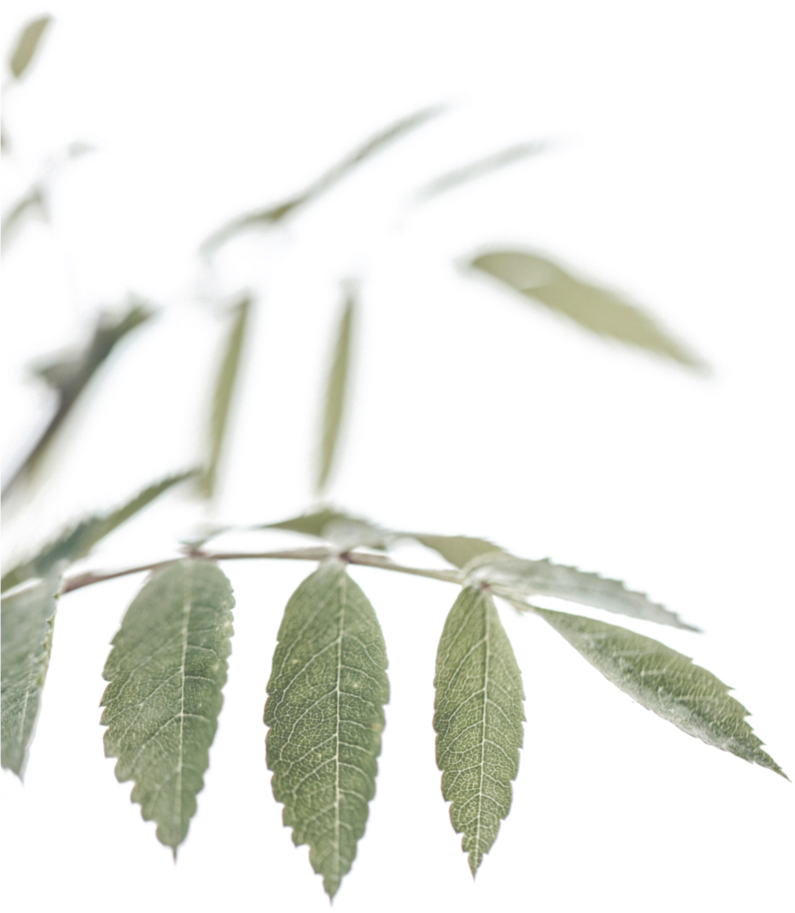 Therapy Services | Melissa Bennett-Heinz