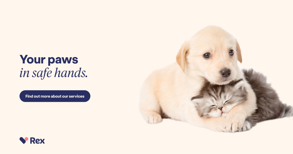 Rex – Our Services