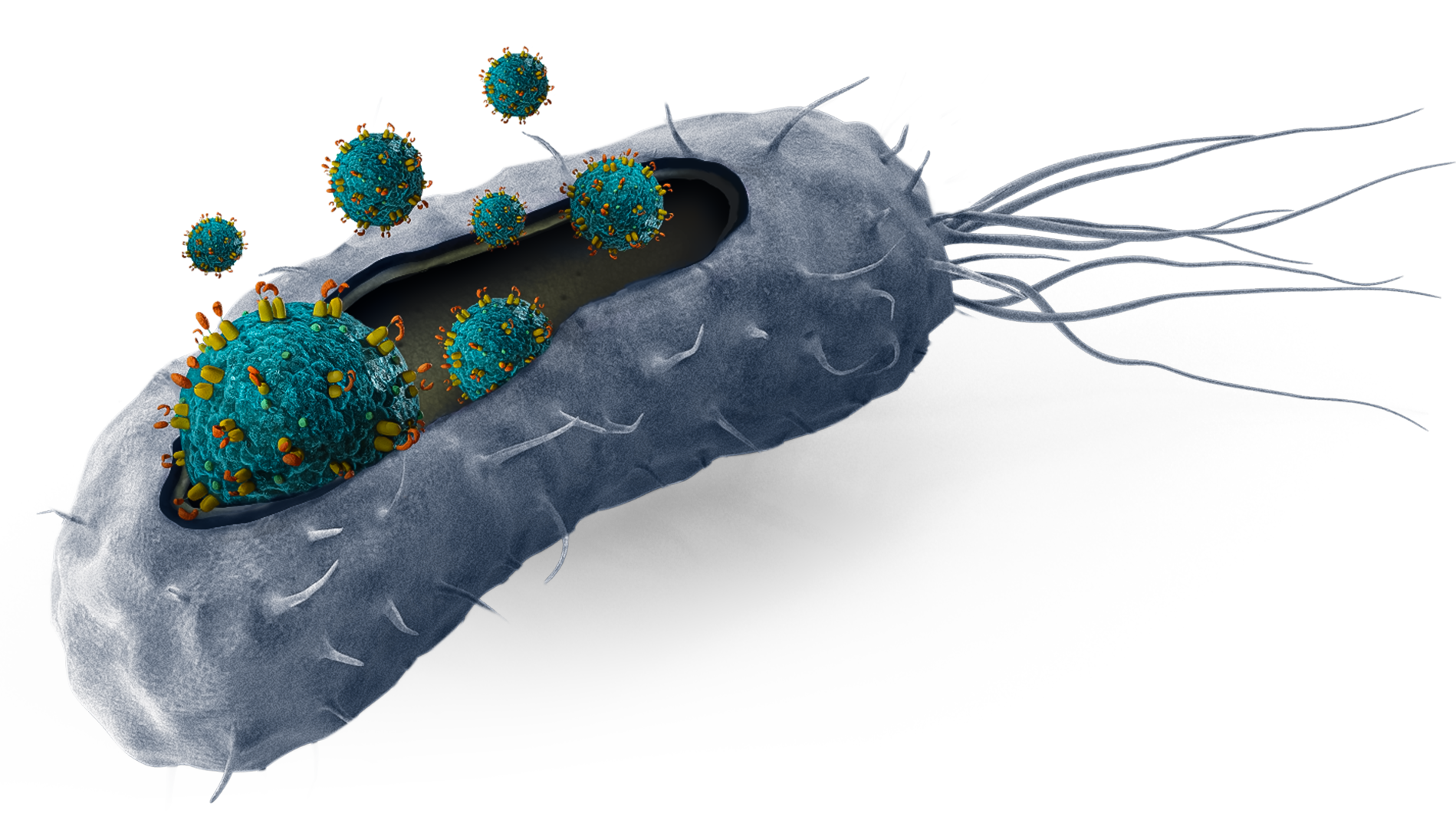 Centre for Bioparticle Applications