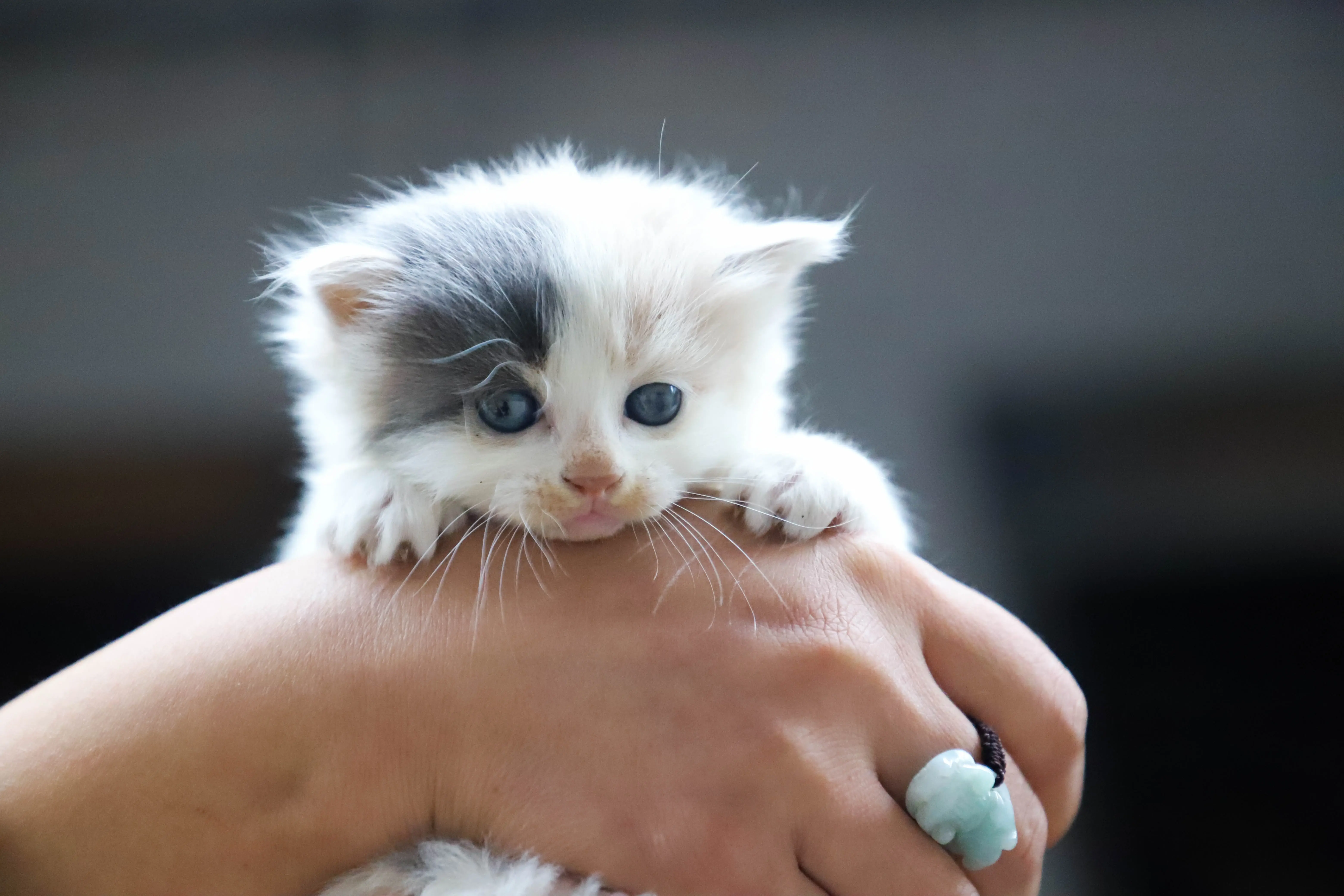 Adopter un chaton : les conseils pour bien choisir