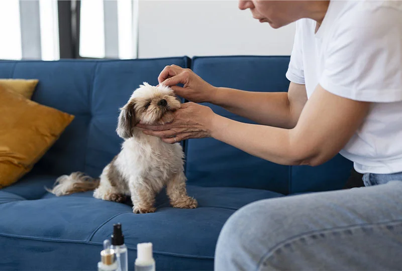 Verrue chez le chien : les signes à surveiller