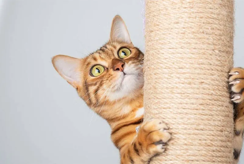 Maladie des griffes du chat : causes et symptômes