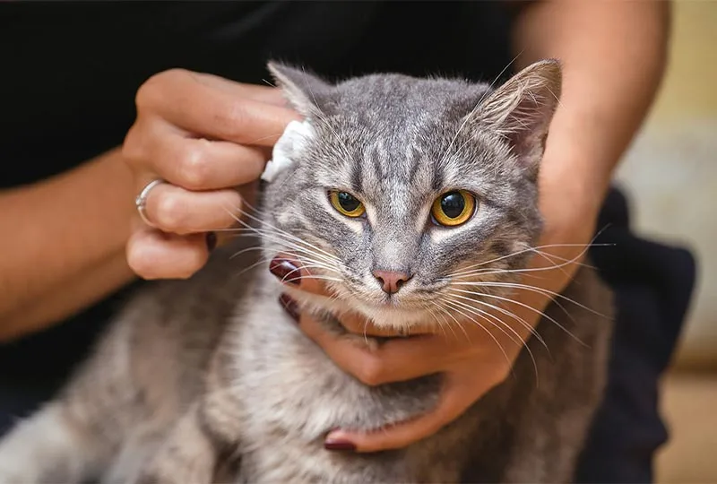 Gale des oreilles du chat : causes et traitement
