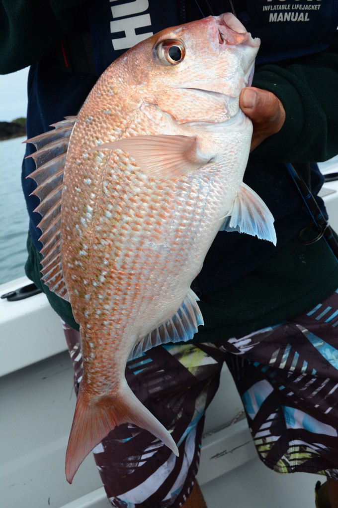 Waiheke's bountiful bottom end