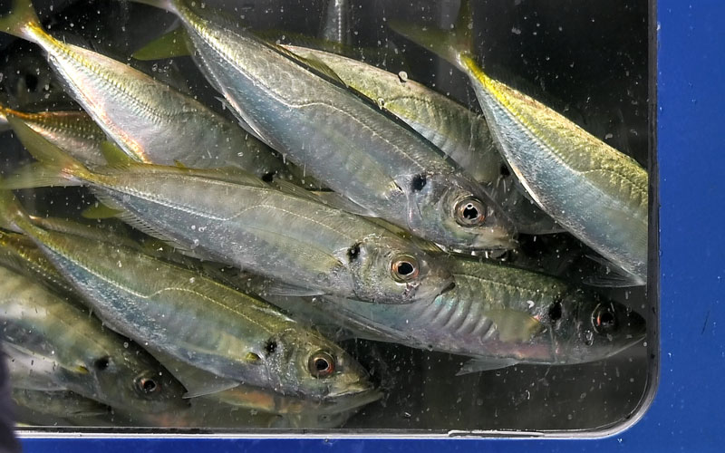 Guide to catching kingfish in the Coromandel