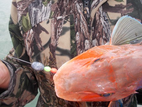 Going for gurnard glory