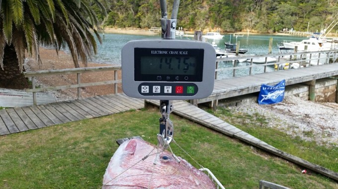 32.5lb New Zealand record snapper