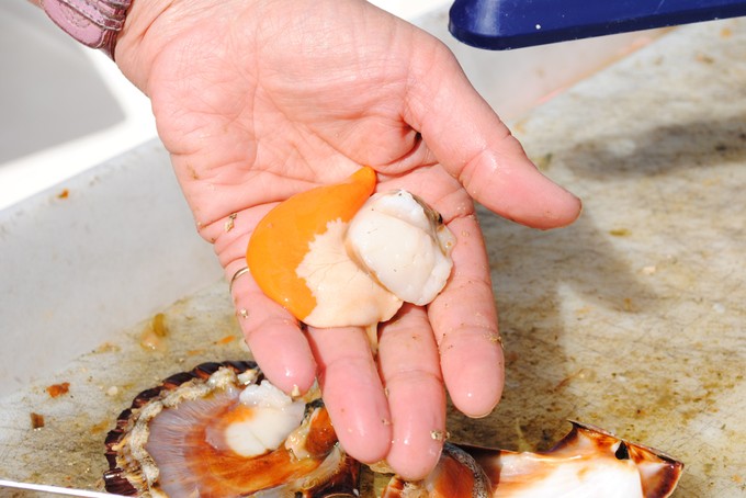 Waiheke's bountiful bottom end