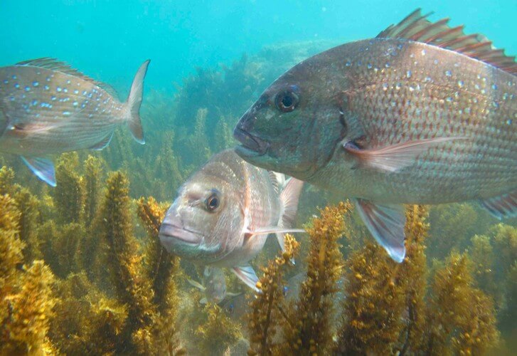 Spring into action - Land based snapper