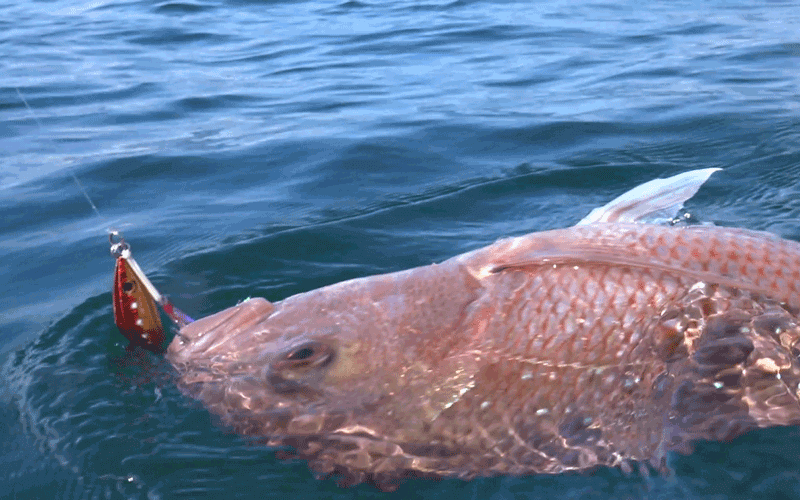 How to fish microjigs