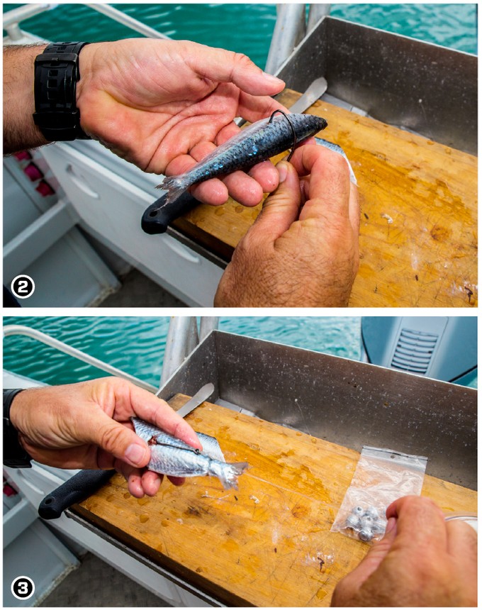 Baits to impress your mates - Half cut pilchard baits