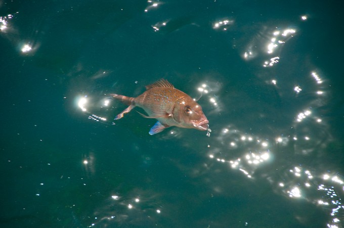 A beginner's guide to fishing from the rocks