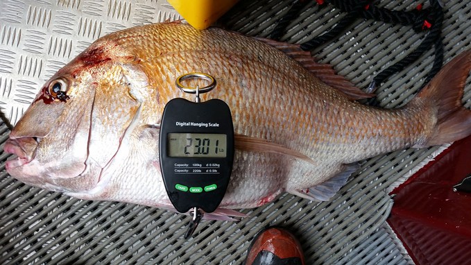 Nelson Bay, the snapper capital