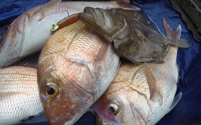 Soft bait jig head shootout