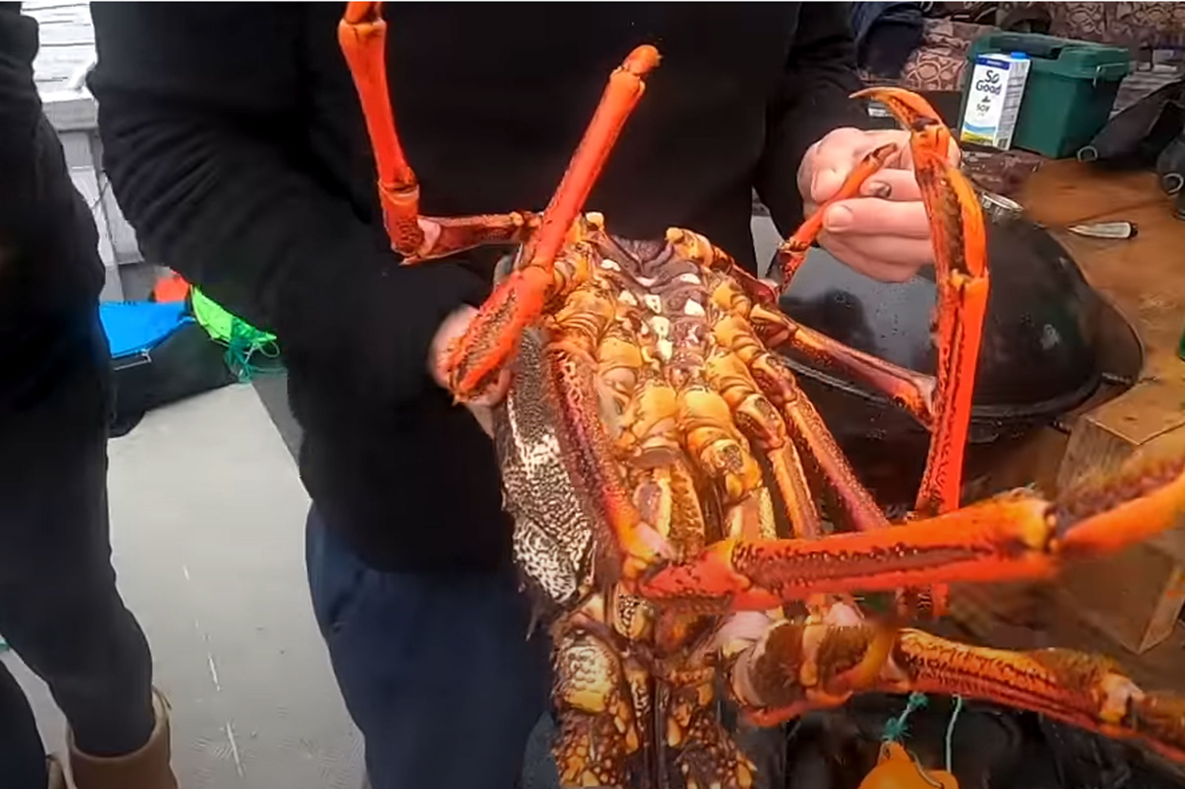 Stewart Island with Josh James - Kiwi Bushman