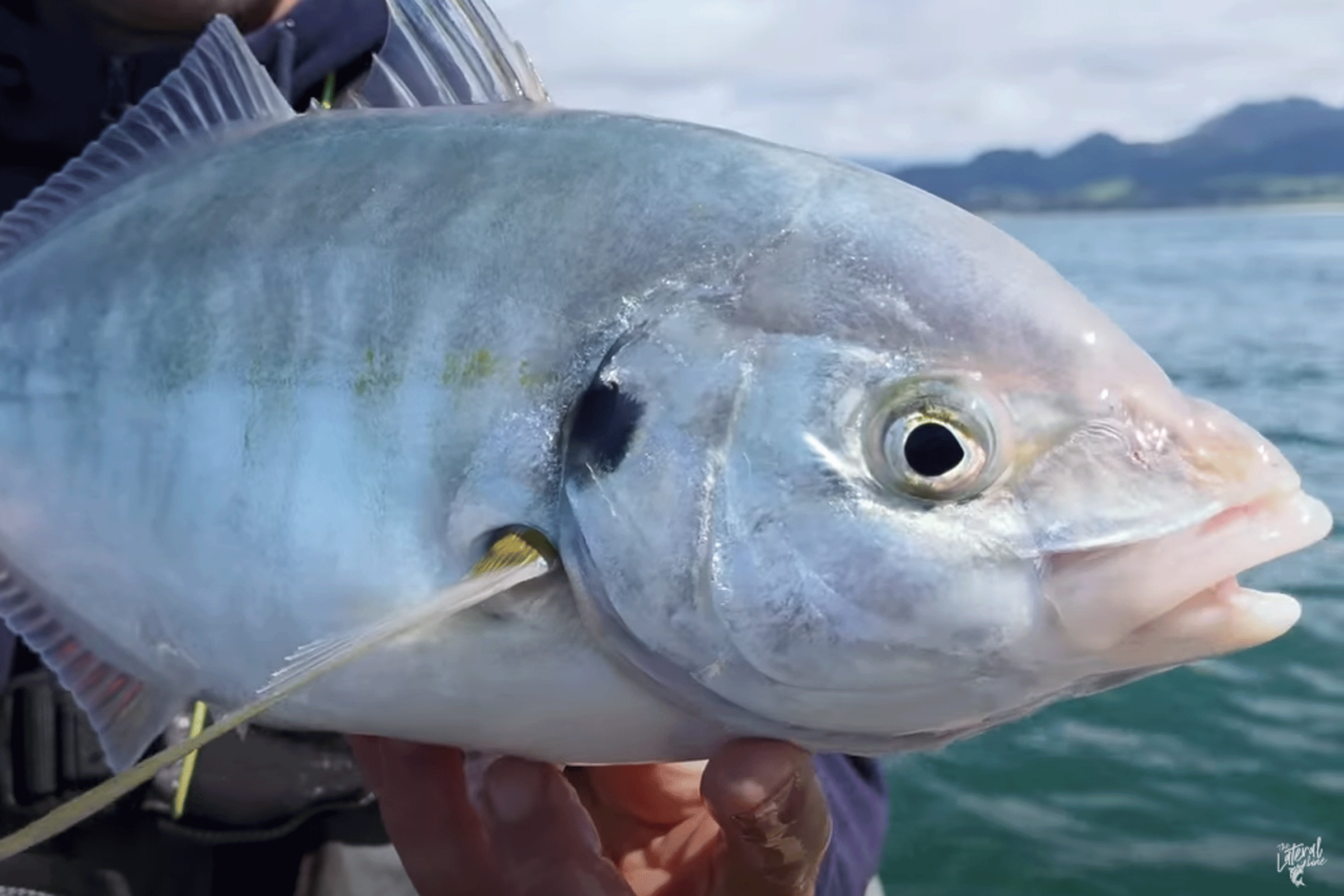 The Lateral Line: EP #54