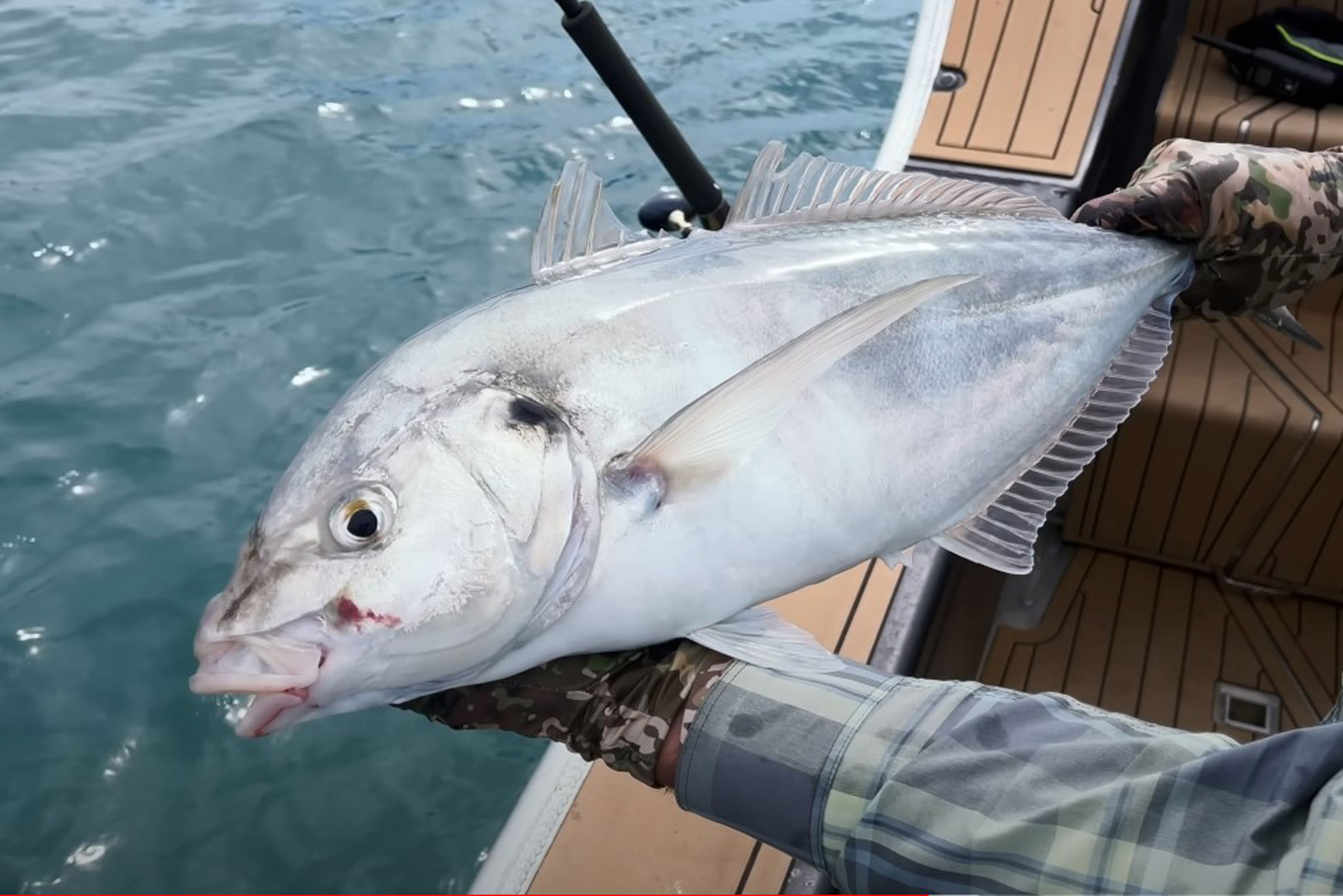 The Lateral Line: EP #56