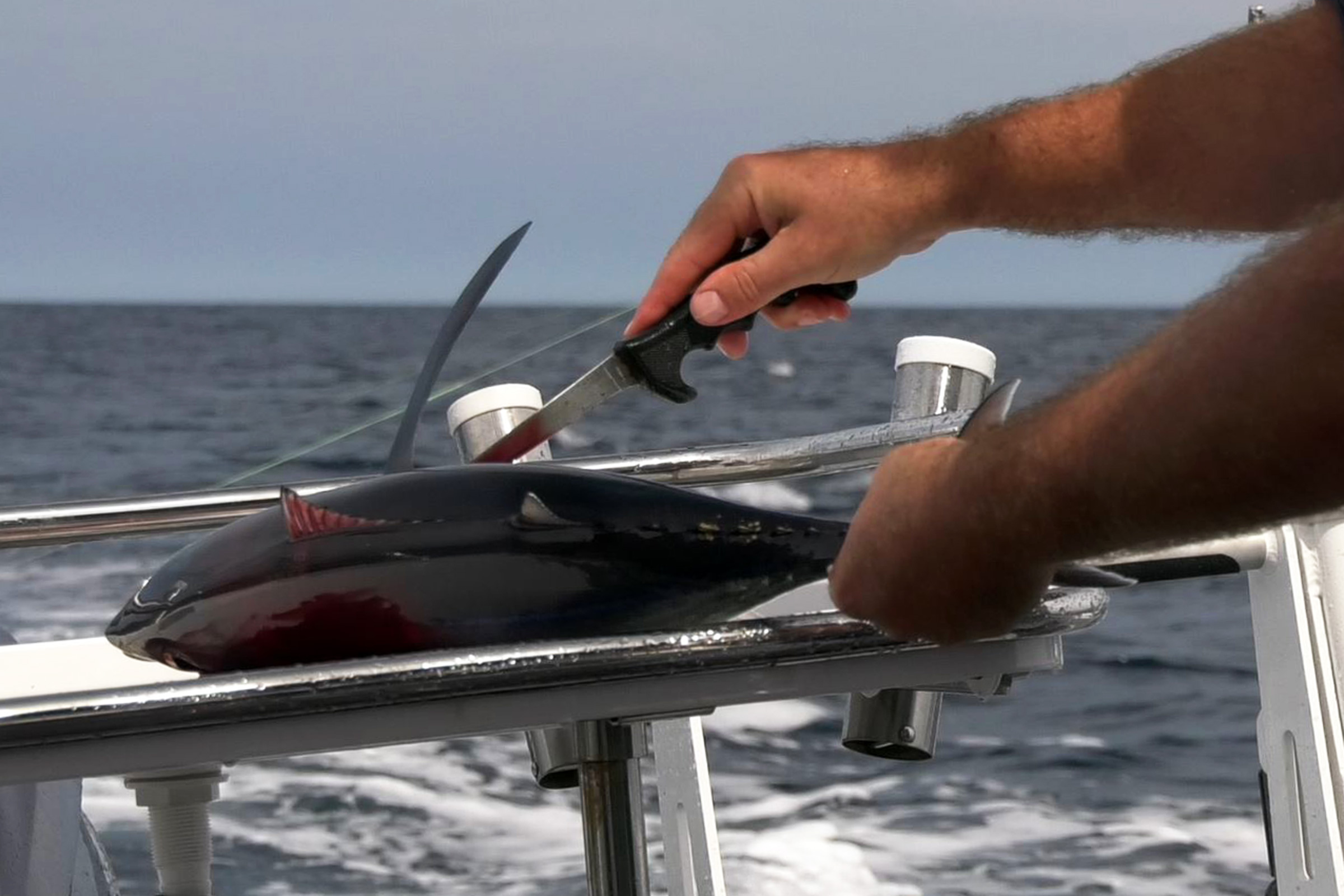 How to catch, fillet, and cook albacore