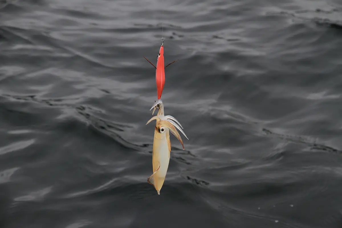 Beginner’s guide to land-based squid in winter