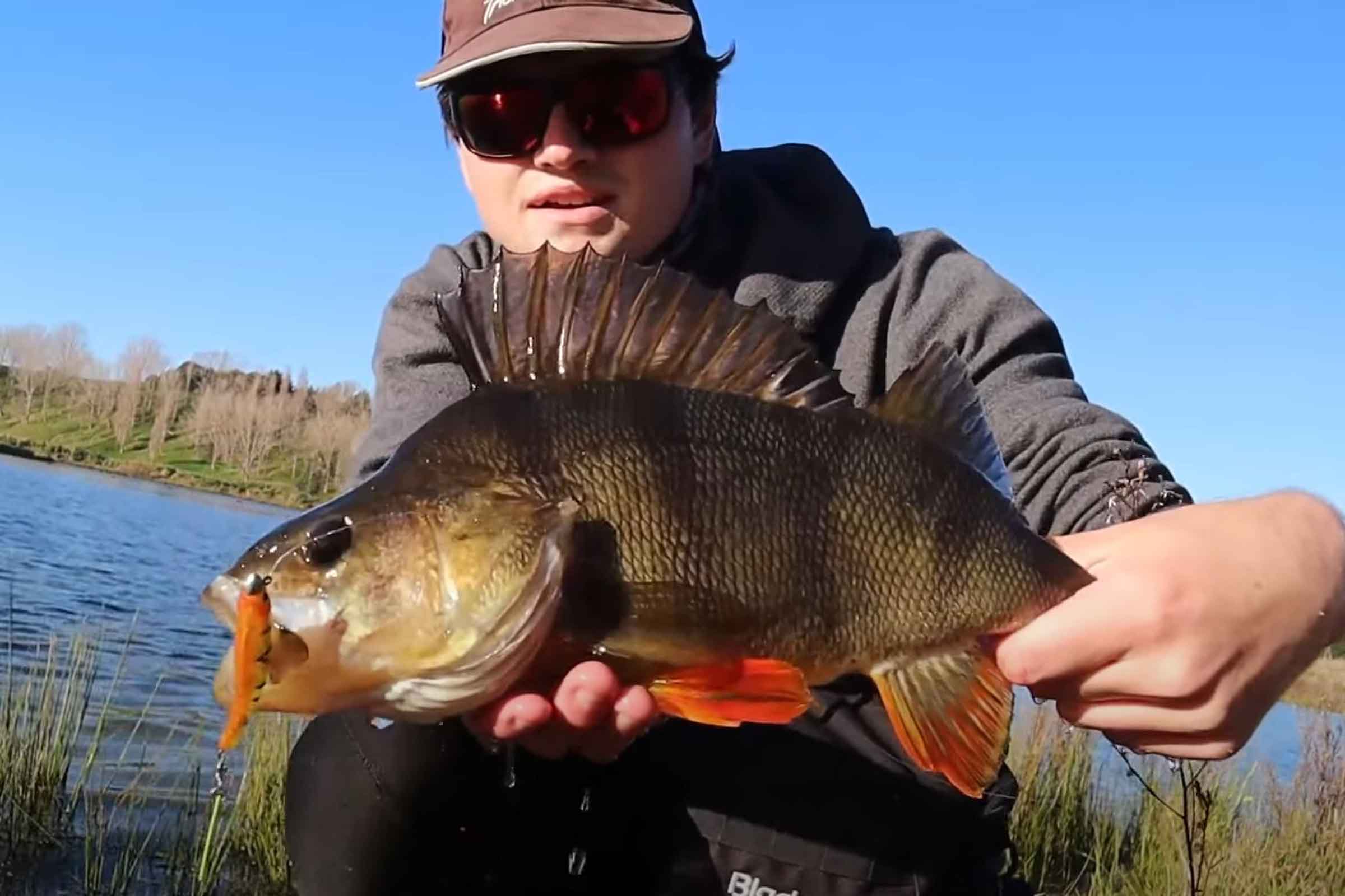 How to catch redfin perch in New Zealand