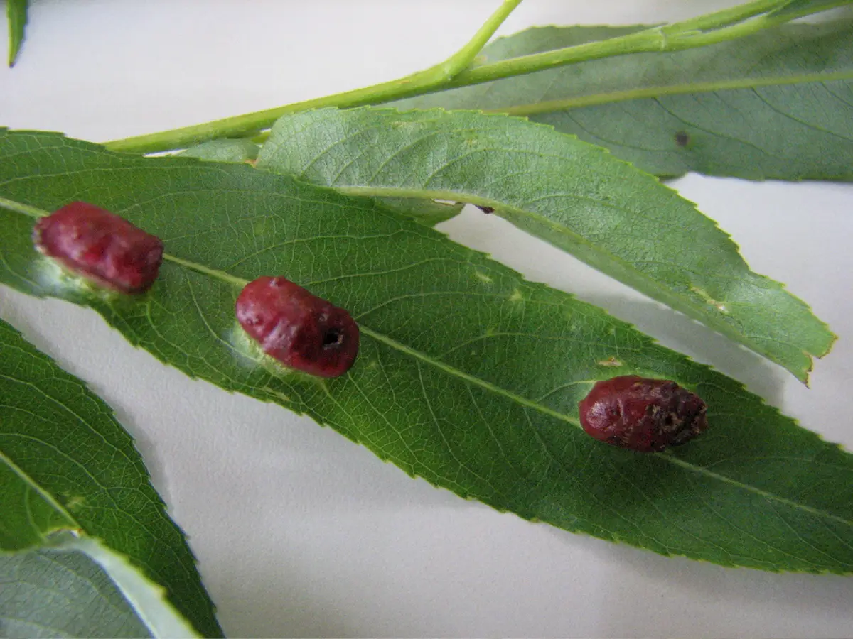 Windfalls of grubs and cicadas