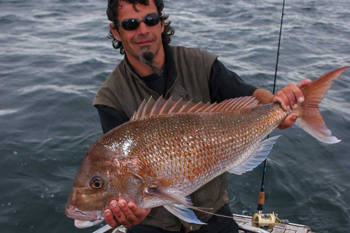 Summer snapper in the Bay of Islands