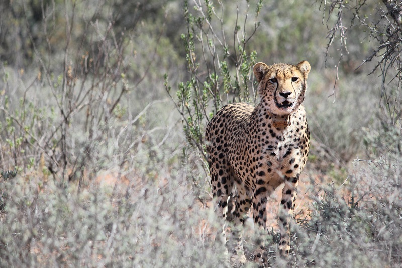 Buffelsdrift Foundation