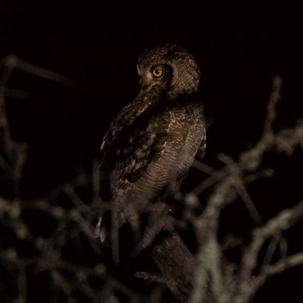 "Shy Five" Night Drive