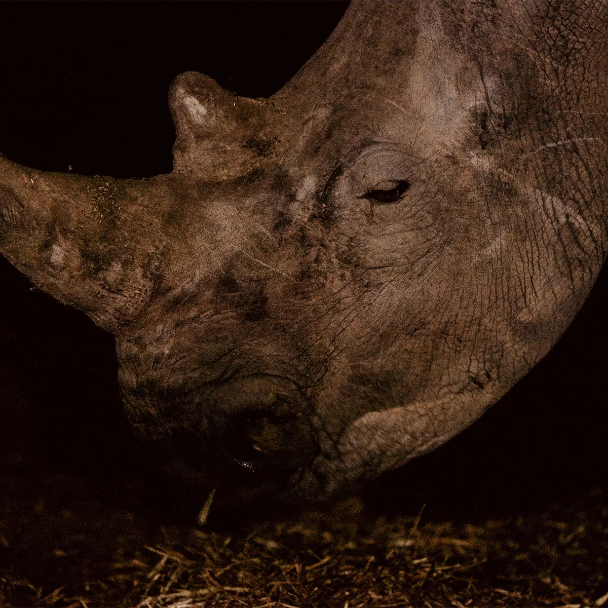 "Shy Five" Night Drive