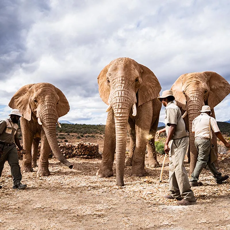 Elephant Experiences