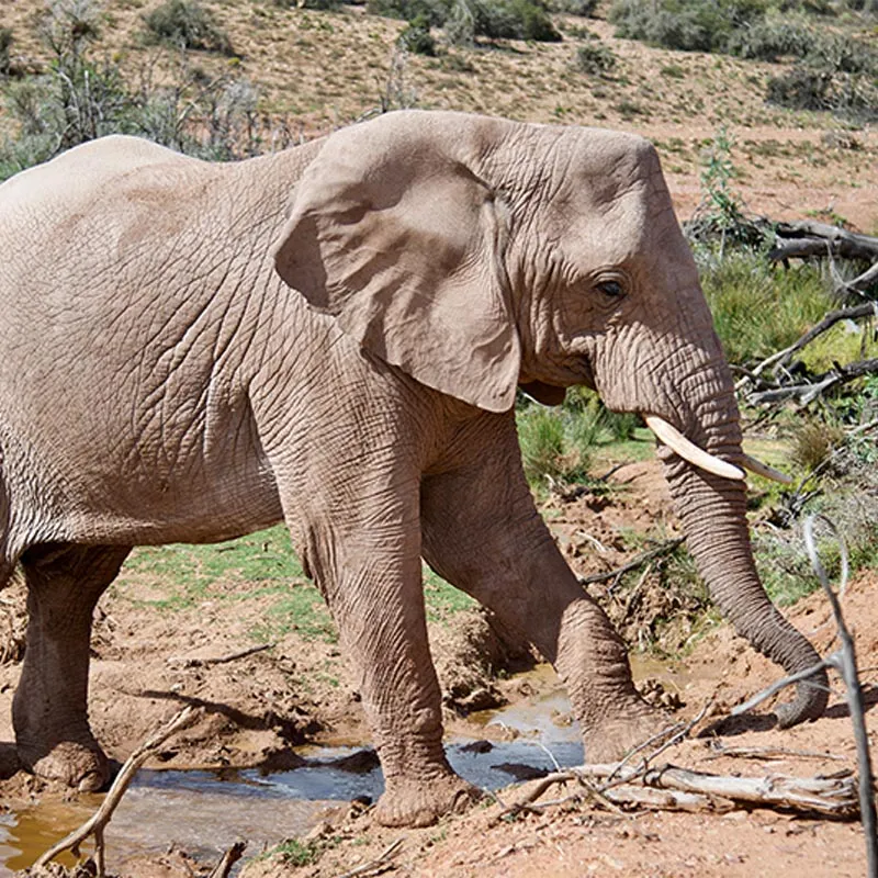 Elephant Experiences