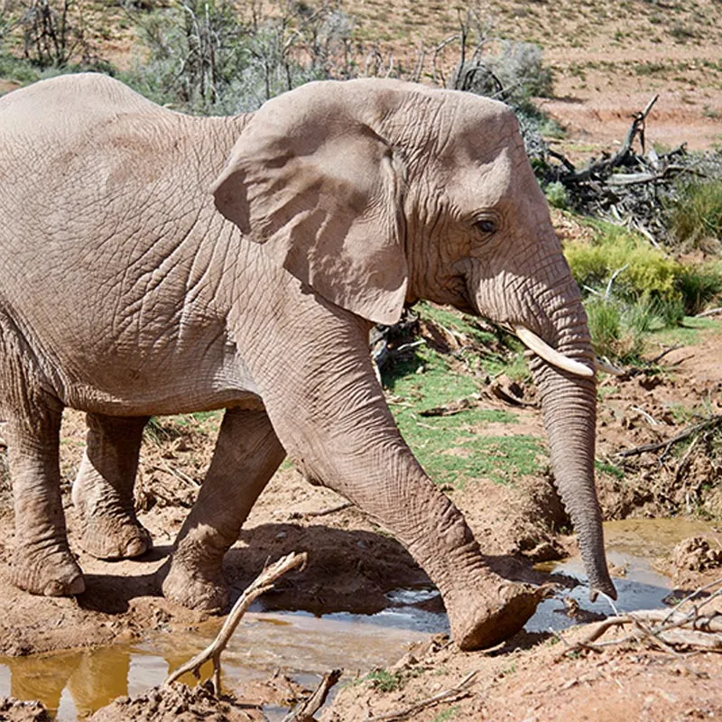 Elephant Experiences