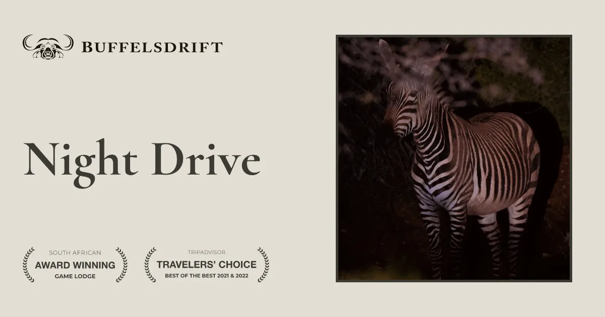 "Shy Five" Night Drive