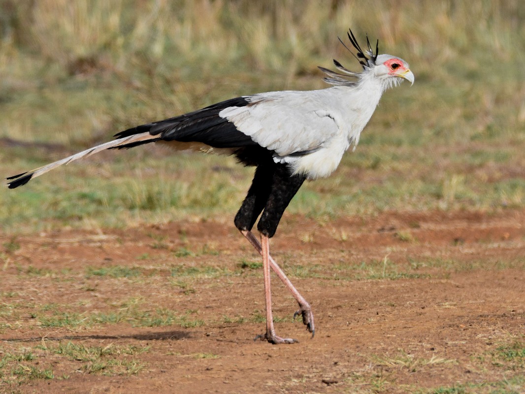 Scintillating birds of the Karoo