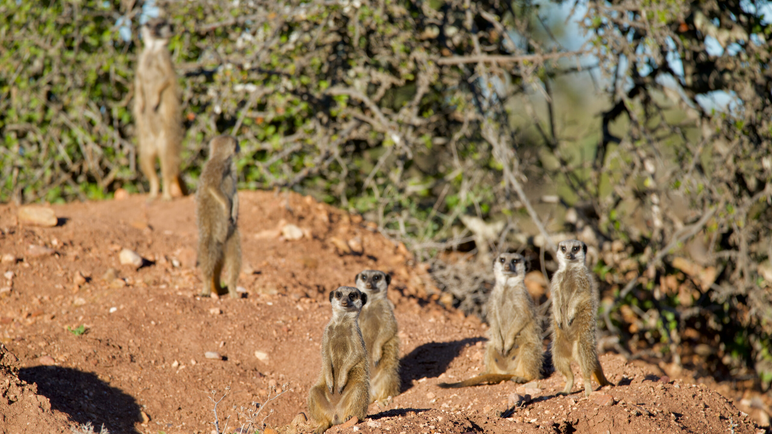 Meet the Meerkat: More than Hakuna Matata