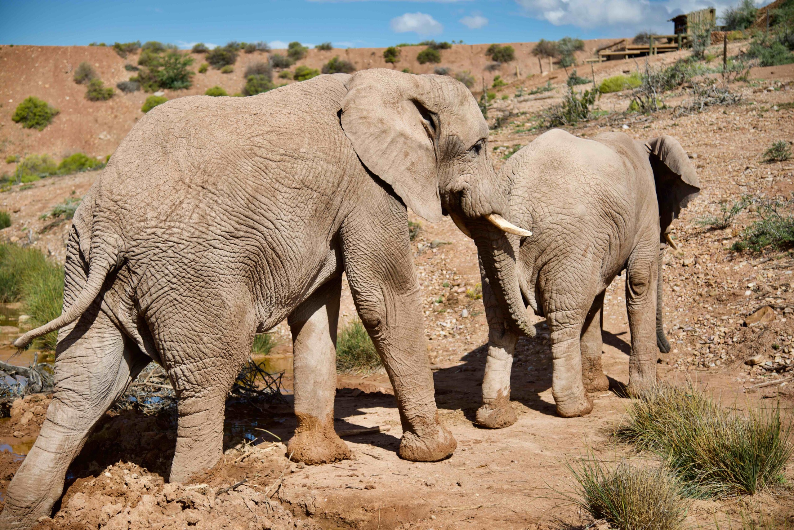 Buffelsdrift Oudtshoorn