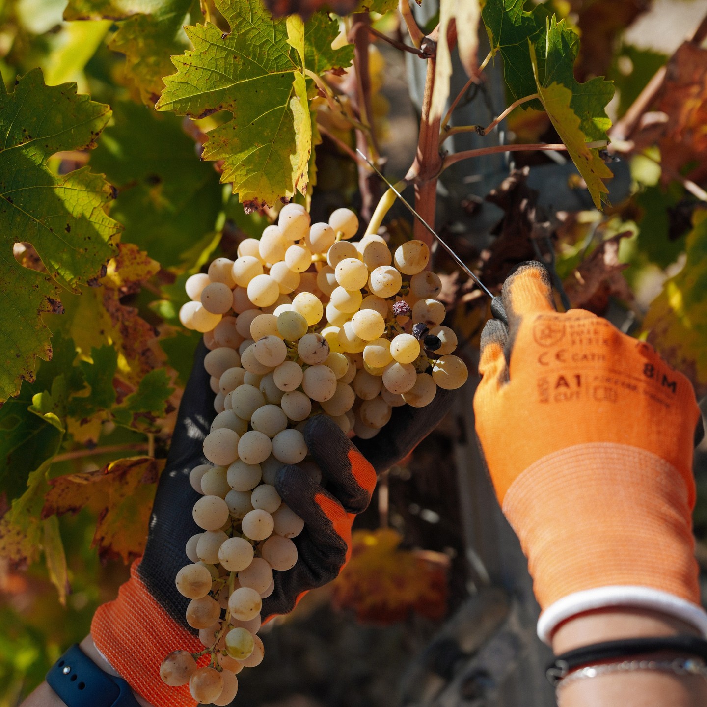 BrainRocket IT Software Development Company of the Future