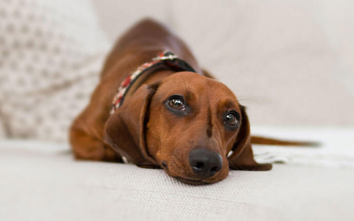 Pet's Leg Amputation in Lowell I Lowell Animal Hospital