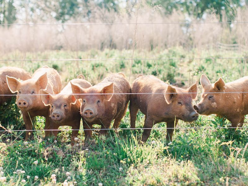 Copper and Zinc - Old Bridge Minerals Inc