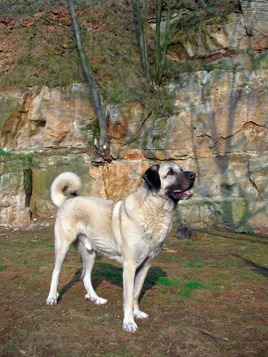 Herdenschutzhundrasse "Kangal und türkische HSH" | HSH-Hilfe e.V.