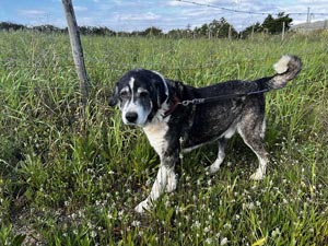 Scoth | Vermittlungsportal der Hilfe für HSH e.V.