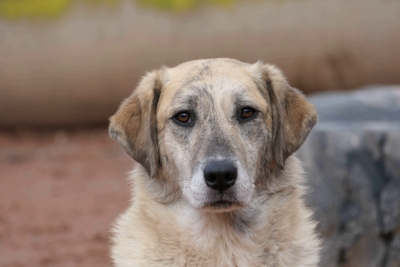 Dialya | Vermittlungsportal der Hilfe für HSH e.V.