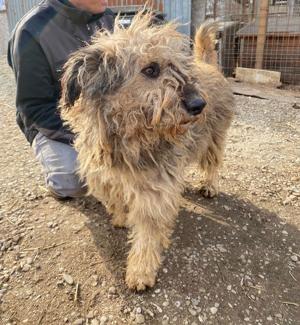 Peace | Vermittlungsportal der Hilfe für HSH e.V.