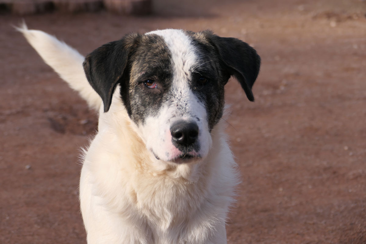 Jaris | Vermittlungsportal der Hilfe für HSH e.V.