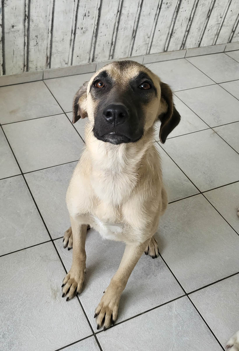 Balim | Vermittlungsportal der Hilfe für HSH e.V.