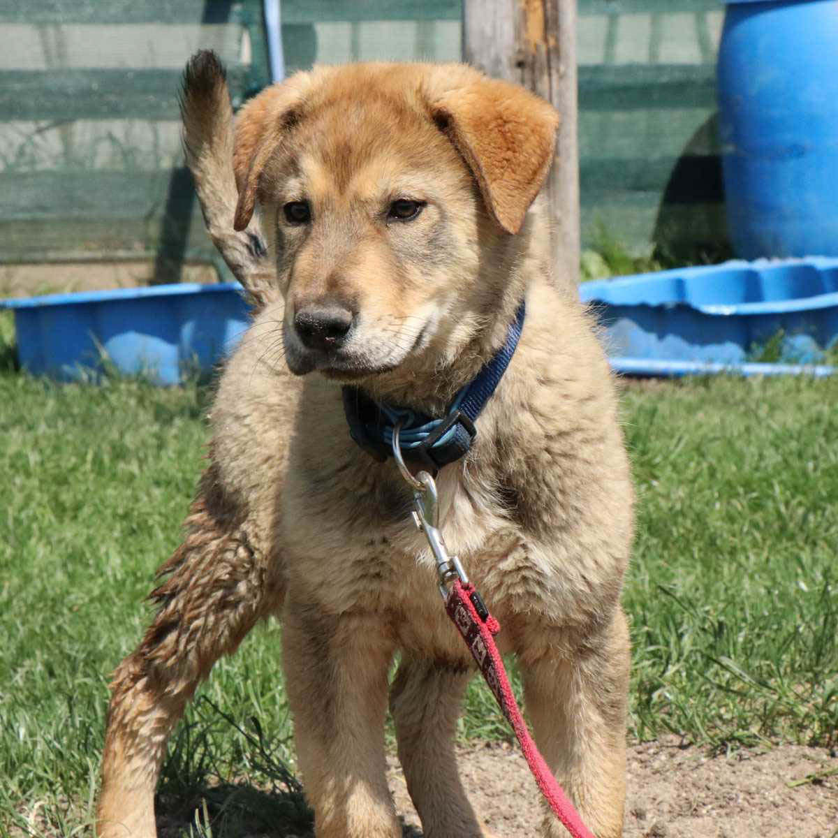 Monte | Vermittlungsportal der Hilfe für HSH e.V.