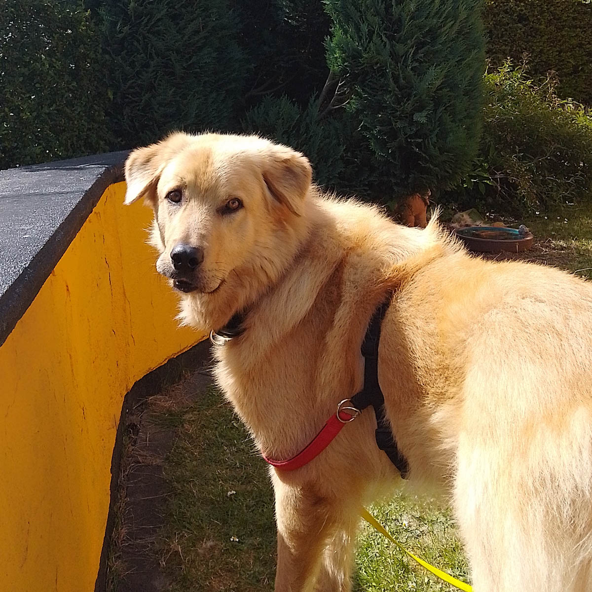 Balou | Vermittlungsportal der Hilfe für HSH e.V.