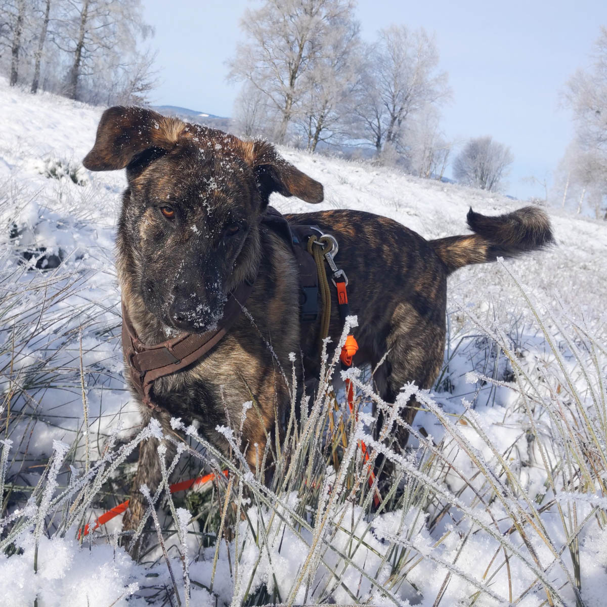 Thabo | Vermittlungsportal der Hilfe für HSH e.V.